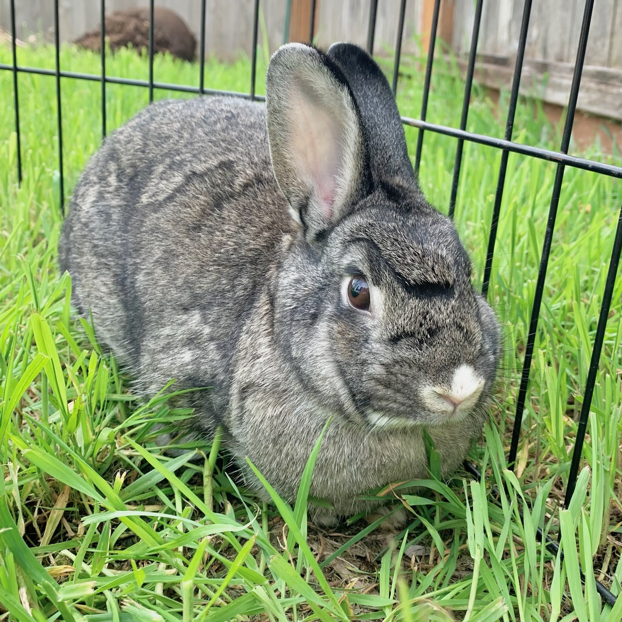 Celeste – Avalon Microsanctuary