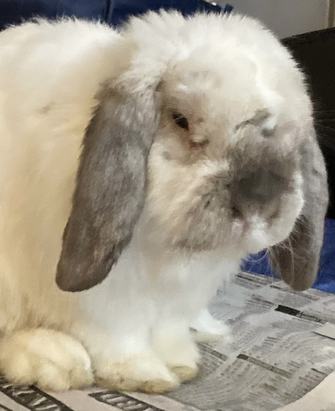 Mr. Perkins – Avalon Microsanctuary