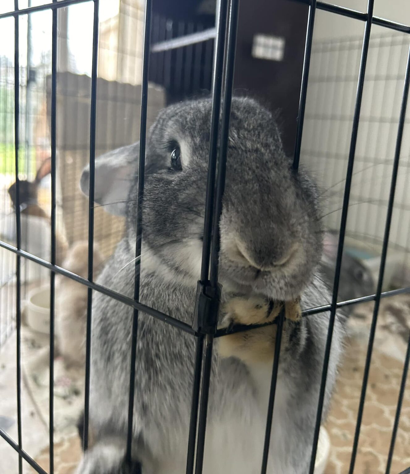 Gritsy and Mr. Toes – Avalon Microsanctuary