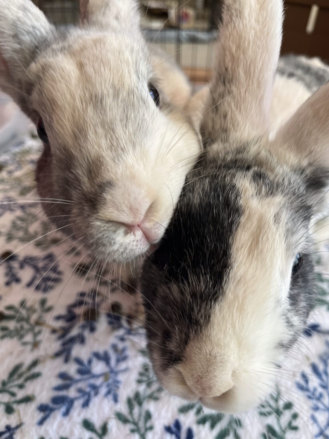 Scutterbotch and Sundae – Avalon Microsanctuary