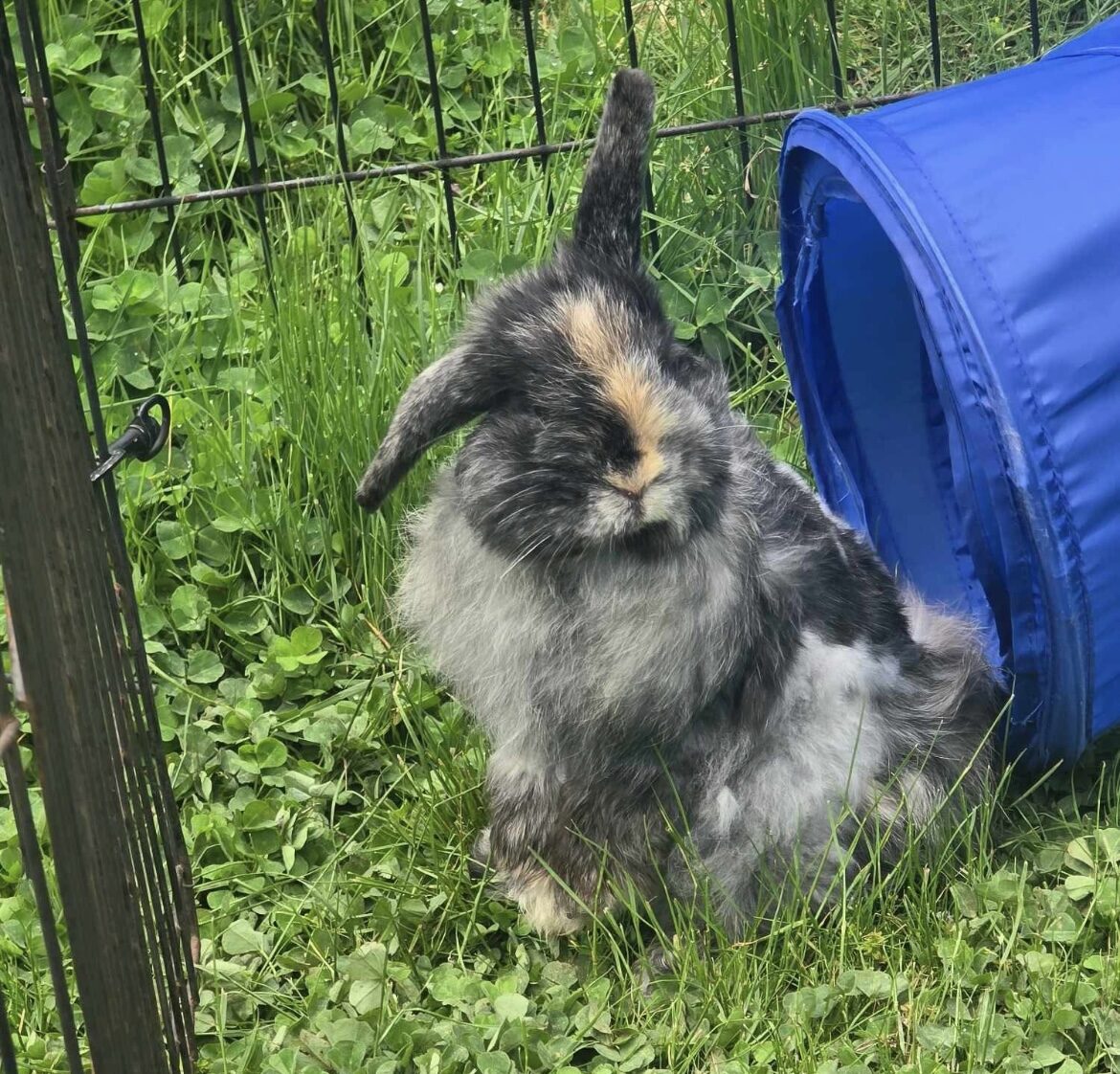 Tulip – Avalon Microsanctuary