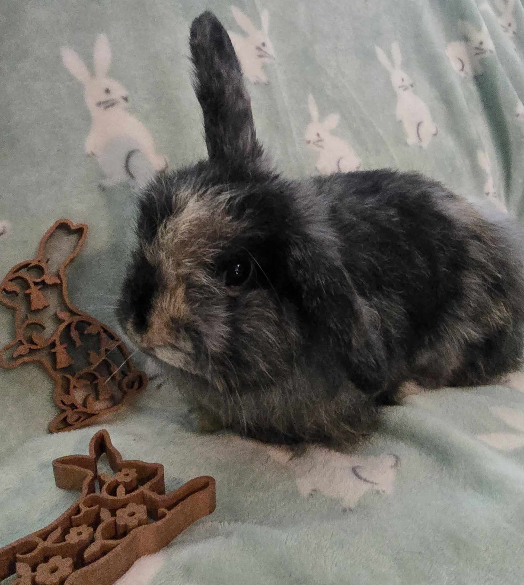 Tulip – Avalon Microsanctuary